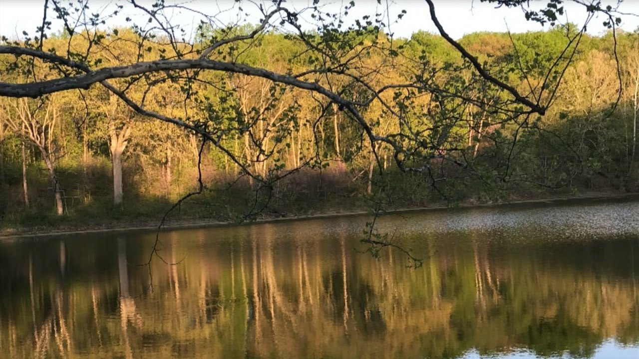 Ecosystems of Kansas Episode 3: The Deciduous Forest Biome (English version)