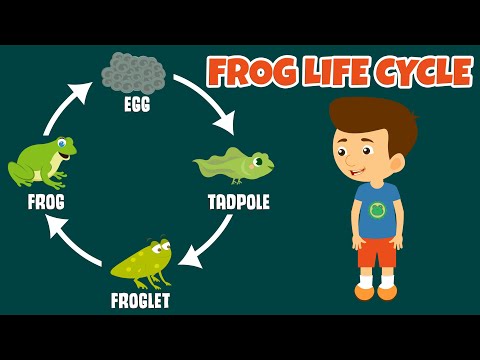 The Life Cycle of a Frog | Frog Life Cycle | Video for Kids