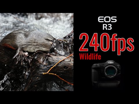 EOS R3 Wildlife @240fps Hobart Rivulet Platypus, Part 1