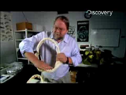 Shark Week- Tiger Sharks and Their Teeth
