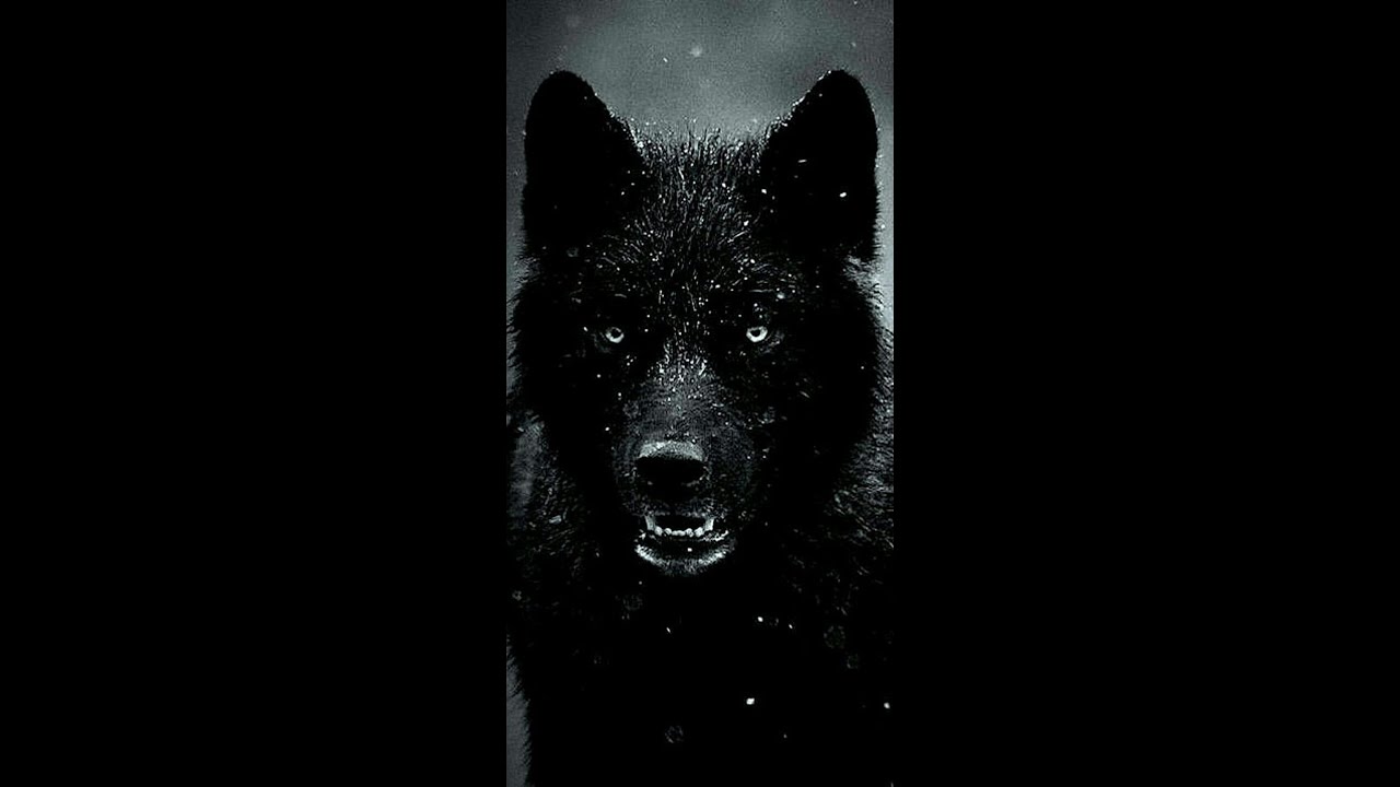The Majestic World of Wolves  A natural predator