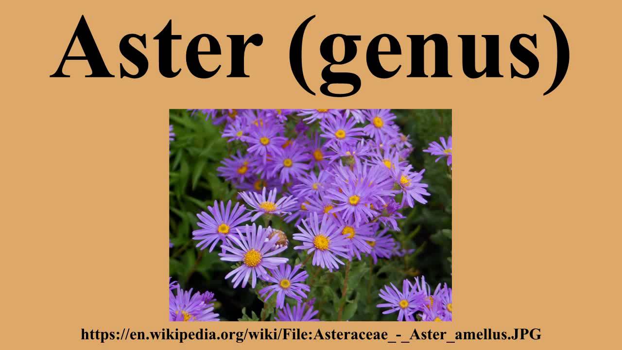 Aster (genus)