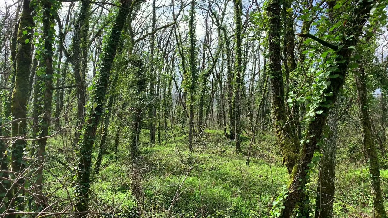 Rewilded Woodland: A Moment in an Ancient Forest