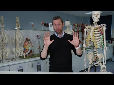Arteries of the hand