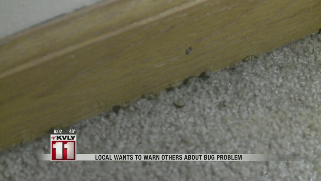 Apartment Bug Issues