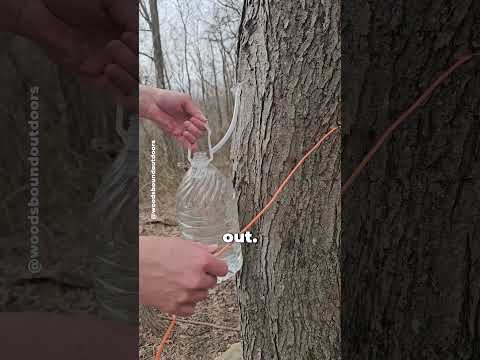 How Is Maple Syrup Made?