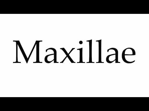 How to Pronounce Maxillae