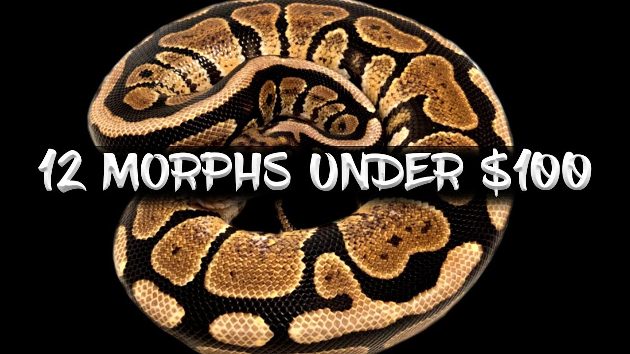 The Top 12 Ball Python Morphs Under $100