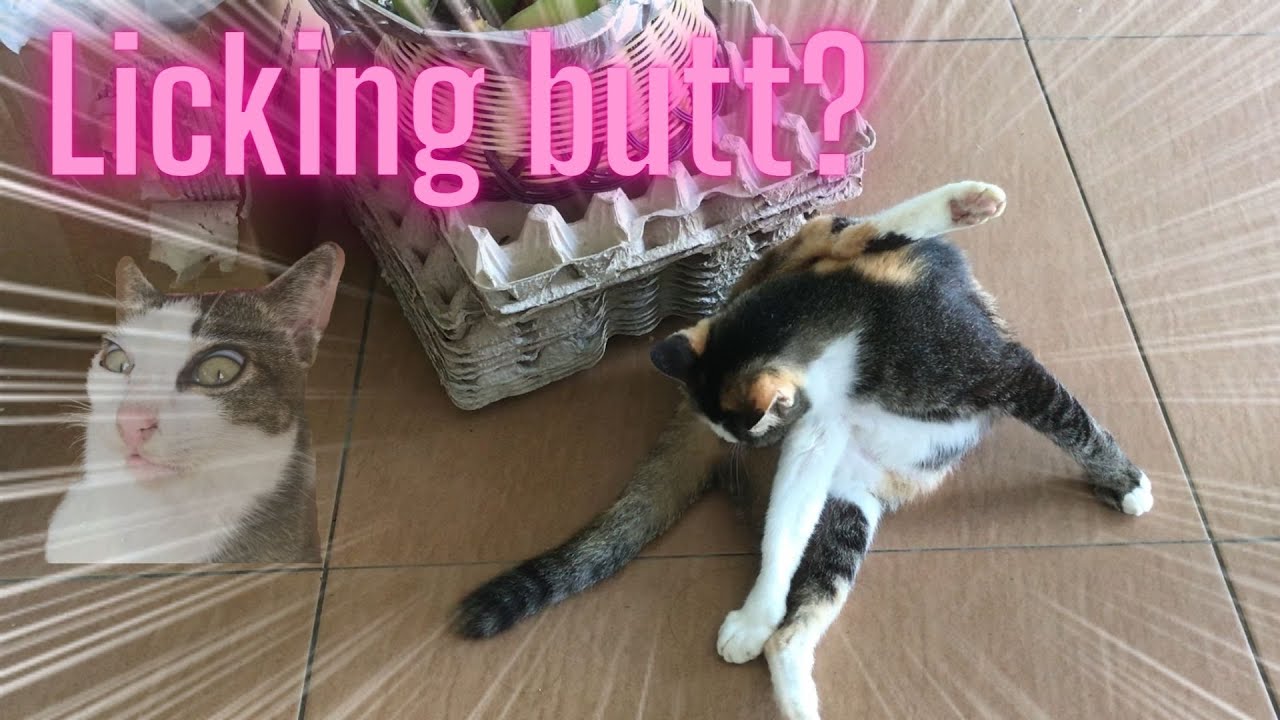 Cute Cat grooming herself | Licking butt?