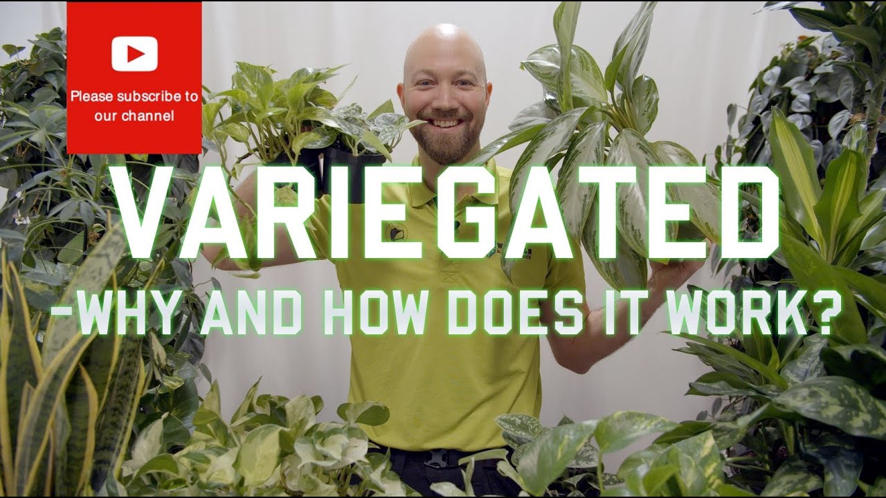 Variegated - why and how does it work?