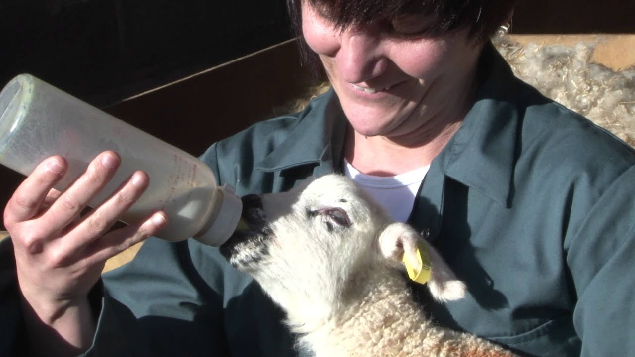Live Lambing & Reaseheath Zoo 2012