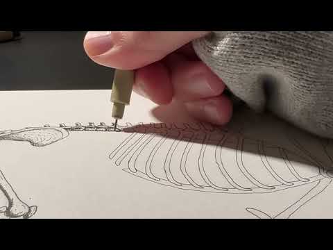 How do I draw the skeleton of a bizarre monster | Toccata and Fugue in D Minor #skeleton
