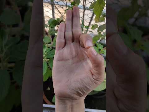 🧘Chin Mudra Or Gyan Mudra 🧘♀️#shorts #mudra #calmyoursoulwithyoga
