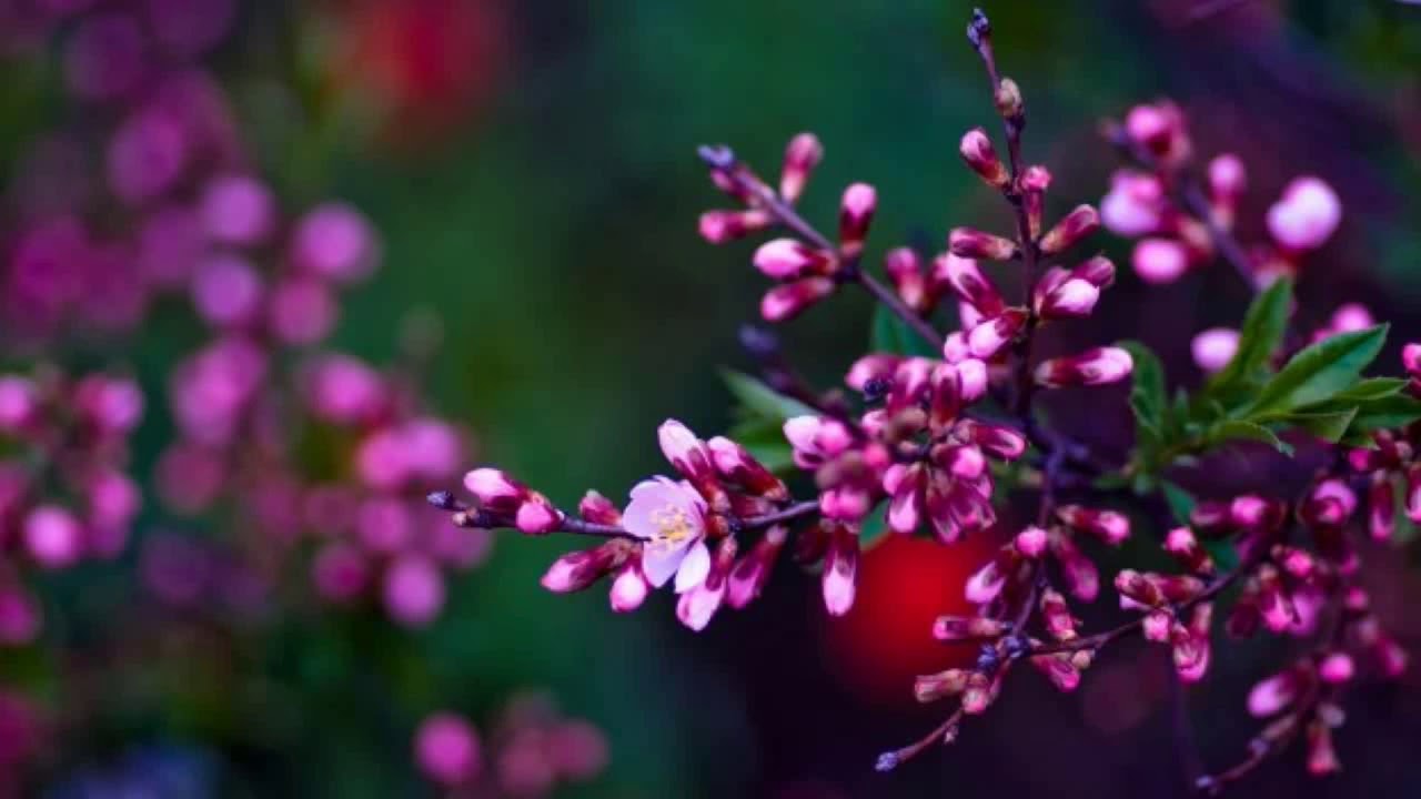 Spring Flowers Wallpapers HD Images
