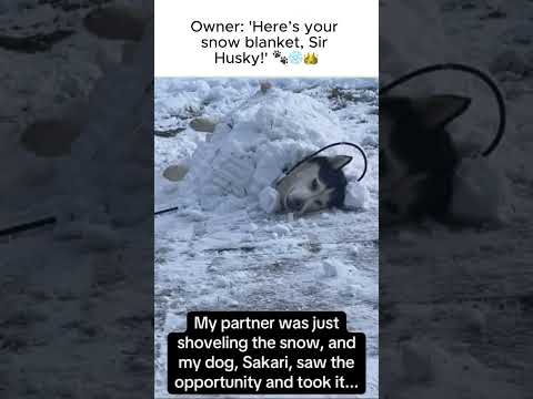 Husky Snow Madness: The Ultimate Winter Chaos! ❄️😂🐾 #dogs #funny #wildlife #pets #memes #snow