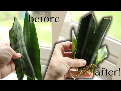 How to Propagate a Snake Plant in Water - Easy & Successful!