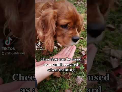 Can Dogs Eat Cheerios? Dog Eating Cheerios. #dog #dogeating #dogeat #dogeatingcheerios #dogtreats
