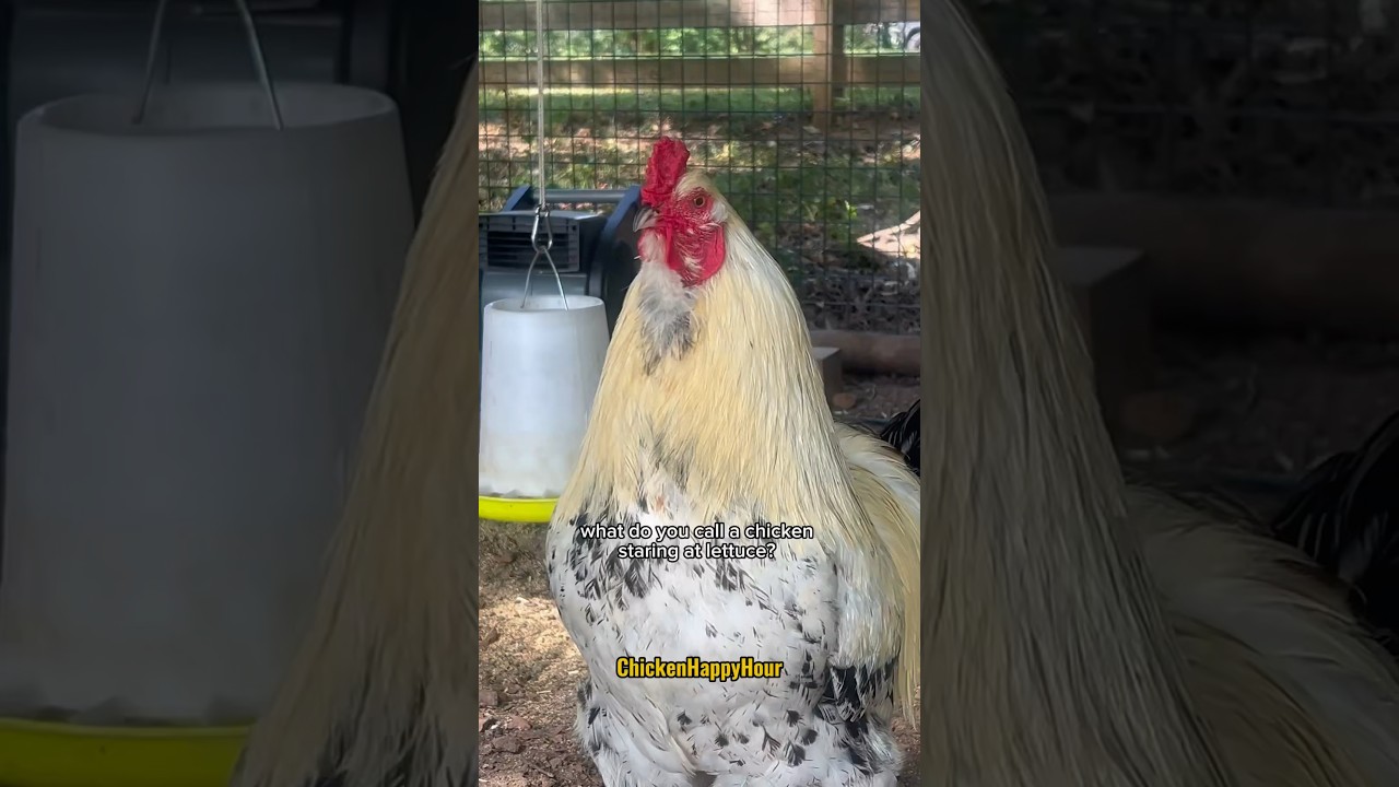 #dadjokes #chicken #jokes #funnyanimals #comedy #shortsviral #laugh #rooster #lol #poultry #chickens