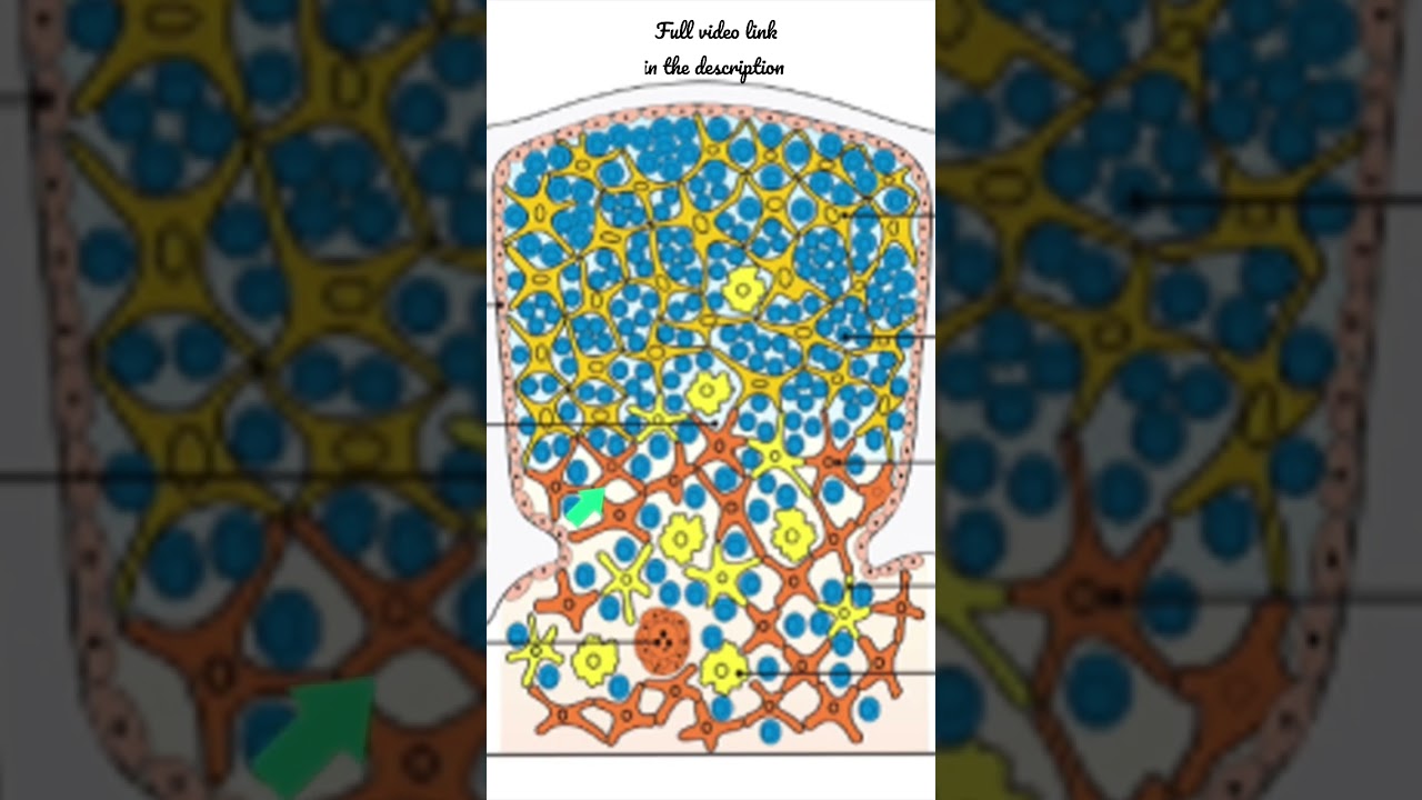 Histology of Thymus - Epitheliocytes #anatomy #histology #thymus #lymphaticsystem