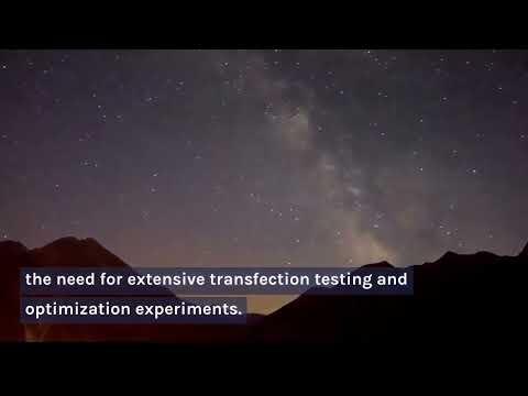 LIPID-based In Vivo Transfection Kit