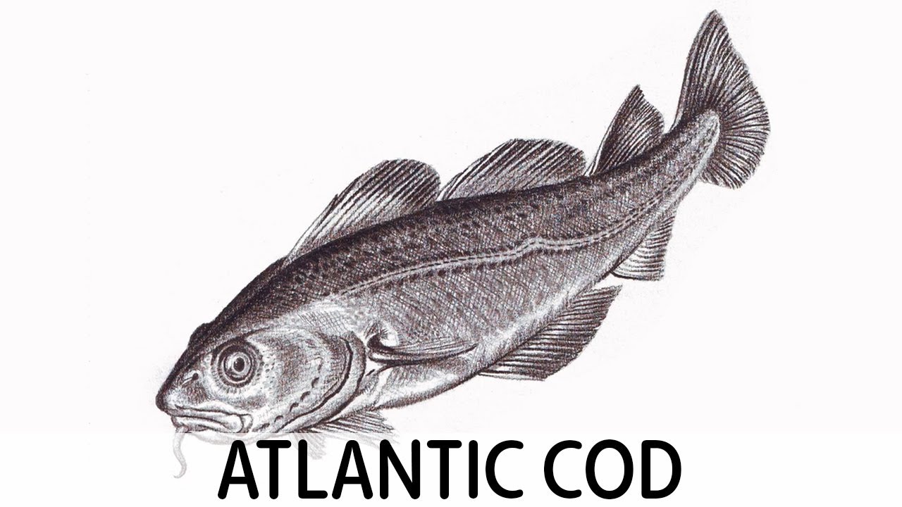 How to draw 'Atlantic Cod' fish