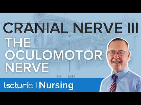 Cranial Nerve III: The Oculomotor Nerve | Functions and Complications | Lecturio Nursing