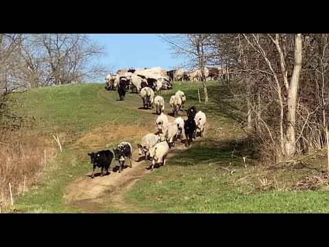 Greener Pastures
