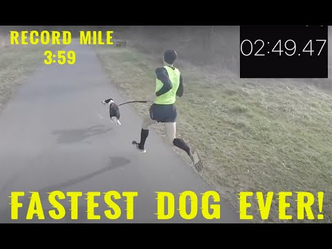 The Fastest Dog In The World Video