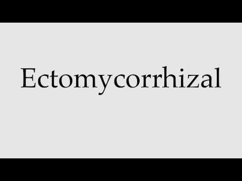 How to Pronounce Ectomycorrhizal