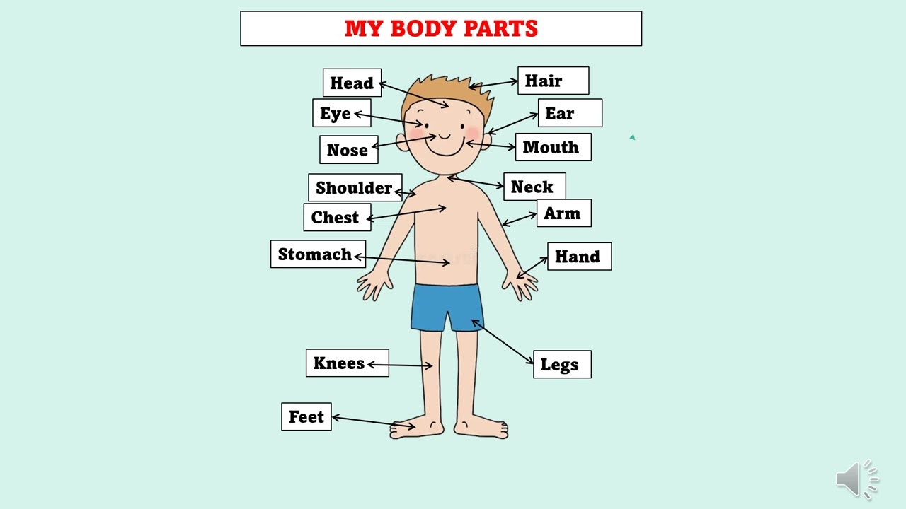 Grade R - English Life Skills - My Body Presentation