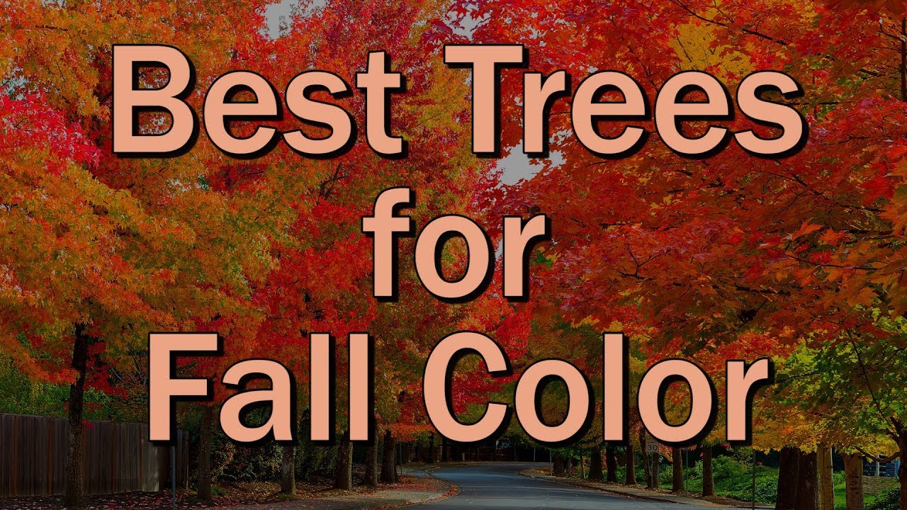 Best Trees for Fall Color – Family Plot