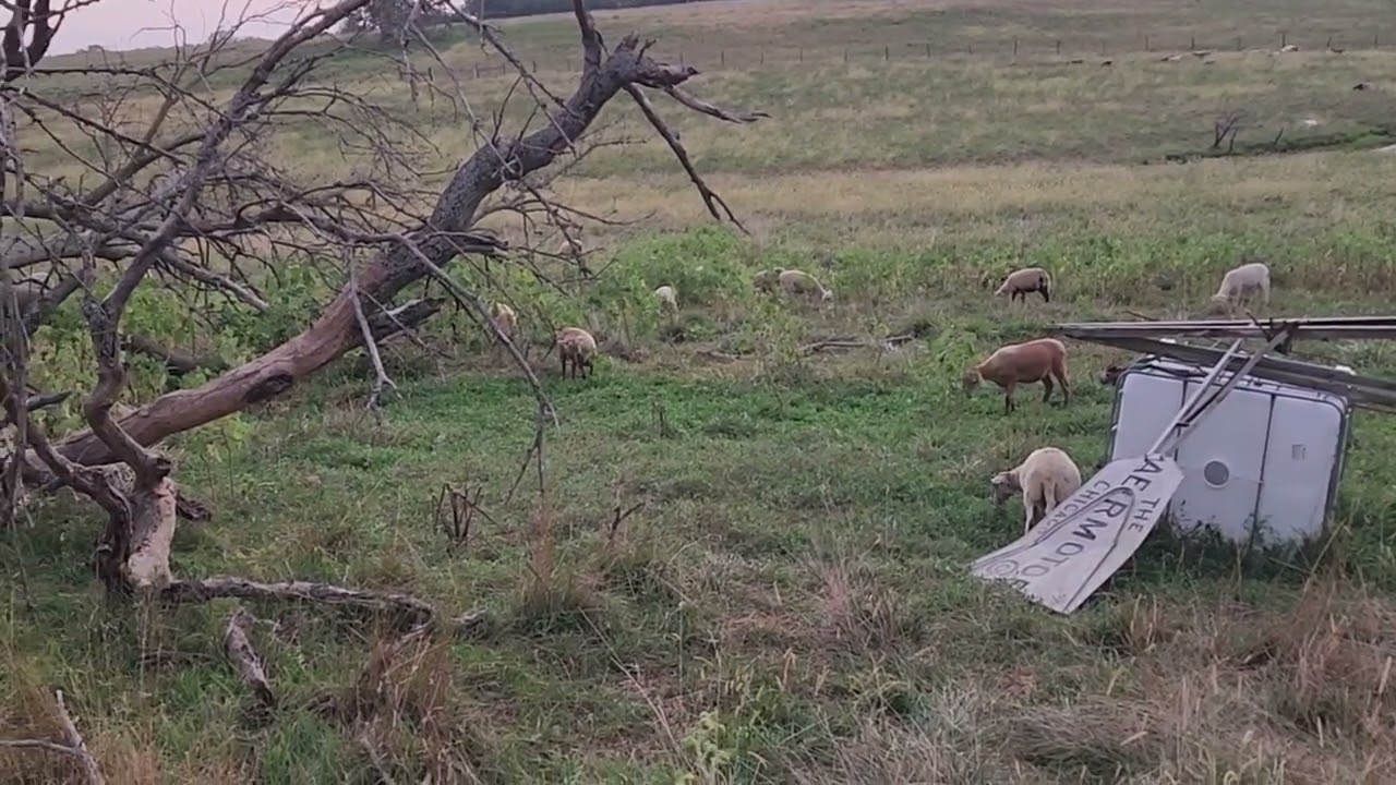 Post Goat and Sheep Management School Update