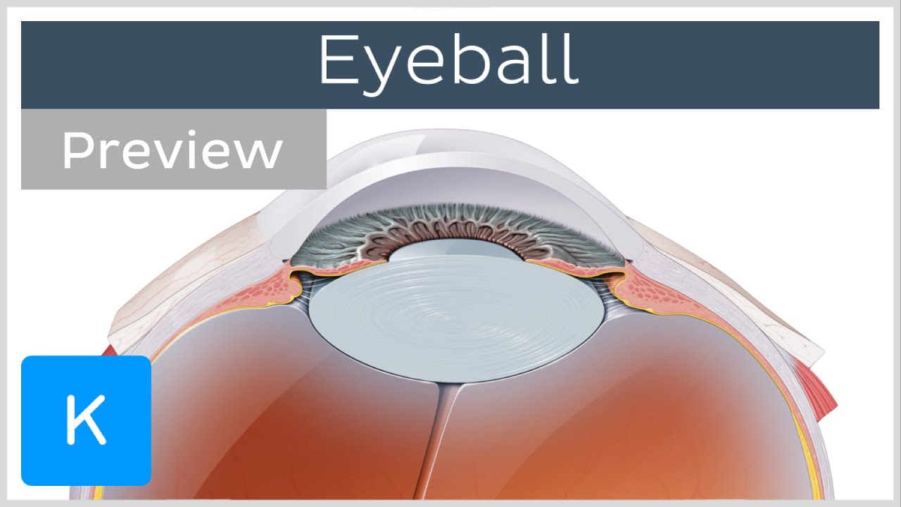 Eyeball: structure and function (preview) - Human Anatomy | Kenhub