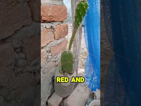 My cactus collection: Dragon fruit and prickly pear cactus