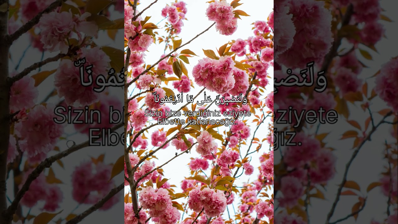 Muhammed Dibirov İslam Subhi İbrahim Suresi 12 Ayet