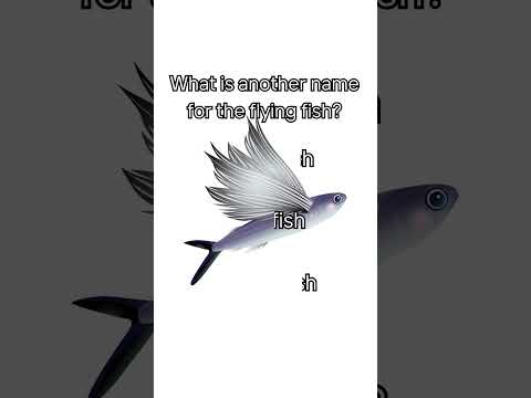 What is Another Name for the Flying Fish? Discover the Fascinating World of Exocoetidae!