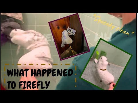 WHAT HAPPENED TO FiREFLY!? | Firefly’s bath story