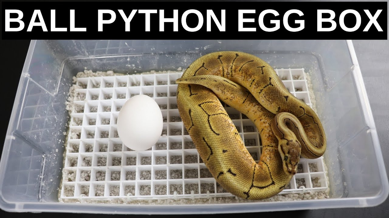 Ball Python Egg Box Setup - Benjamin's Exotics