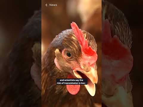 Fears rich nations already hoarding bird flu vaccines