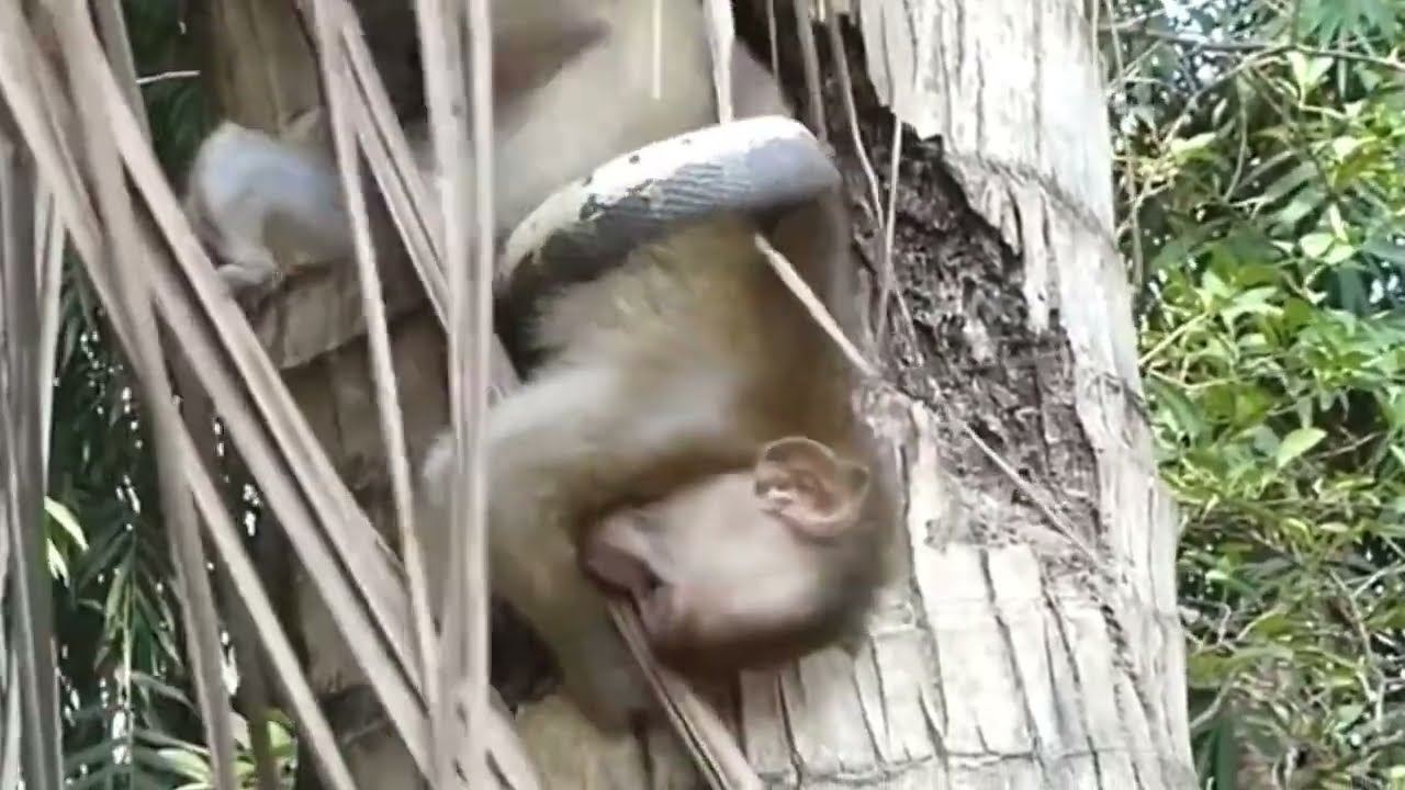 Shocking Encounter: Snake Attacks Monkey in the Wild! – My Blog