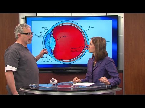 Your Dog and Eye Cataracts