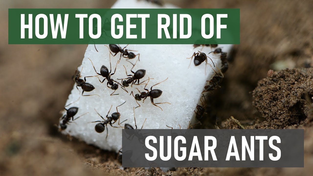 Common Sugar Ants: How to Get Rid of Sugar Ants