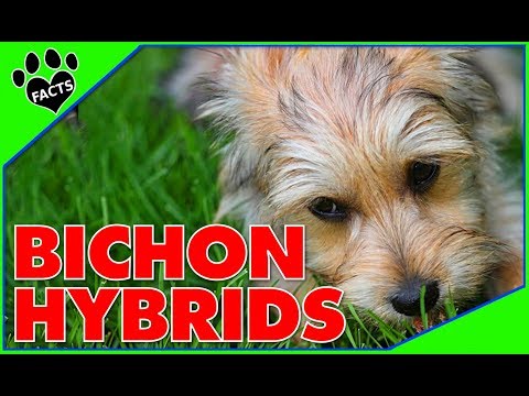 Top 10 Bichon Frise Mix Breeds: Most Popular Designer Dogs 101