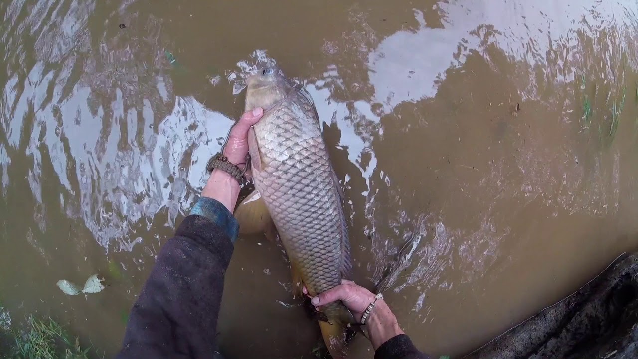 BIG FISH CAUGHT WITH BARE HANDS IN FLOODED FOREST!
