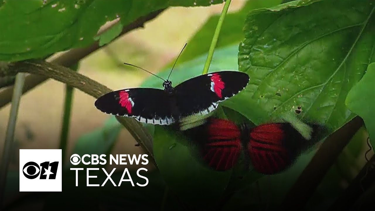 Butterflies return to Fort Worth Botanic Garden for annual spring exhibit