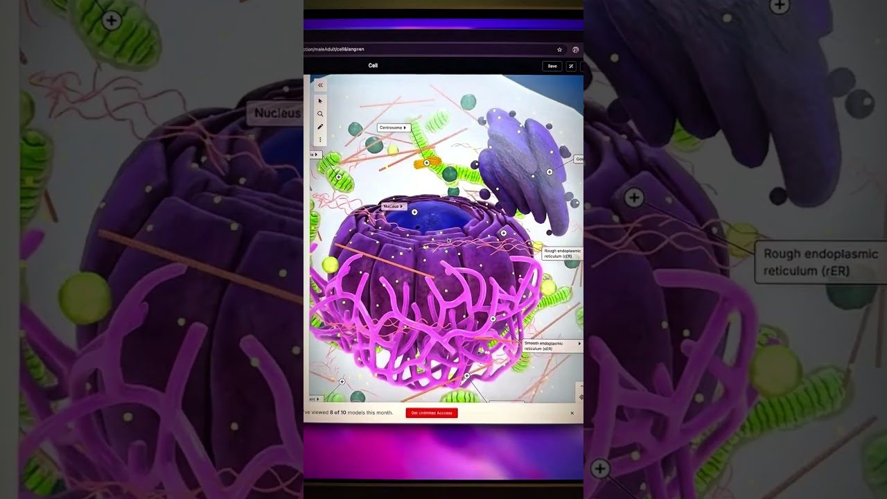 Learn Human Body with 3D Models for FREE | Amazing Websites Part #10