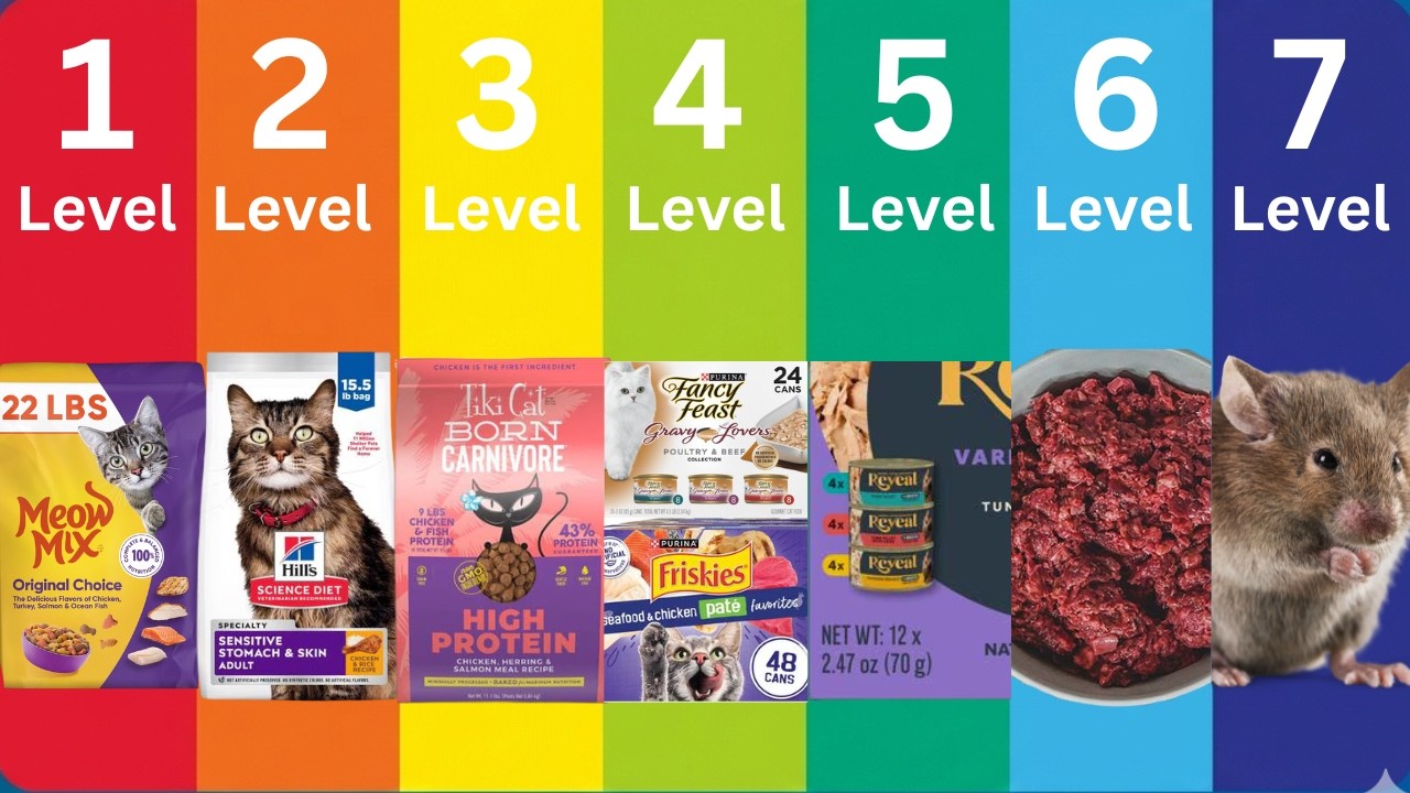 The 7 Levels Of Cat Food Explained