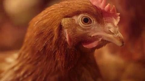 Free Run Flock in Canada Thrives on Alltech Nutrition