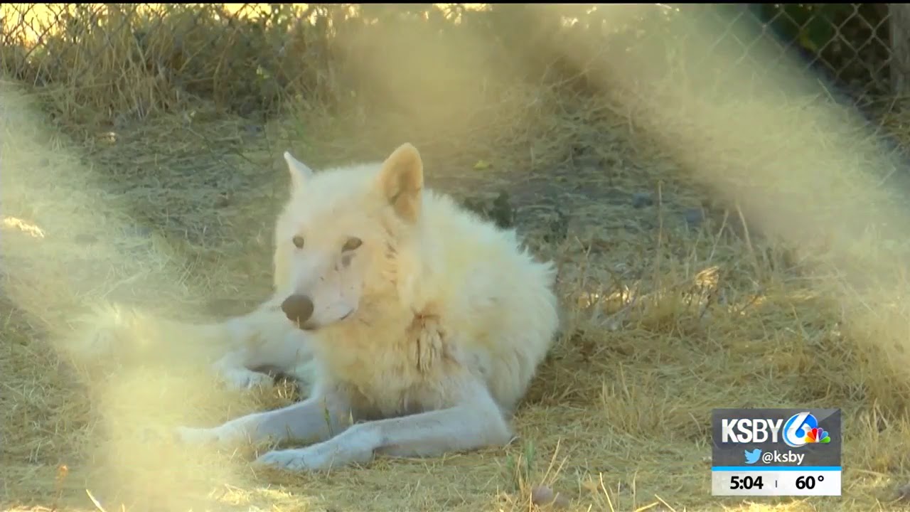 Paso Robles wolf rescue volunteer injured in animal attack