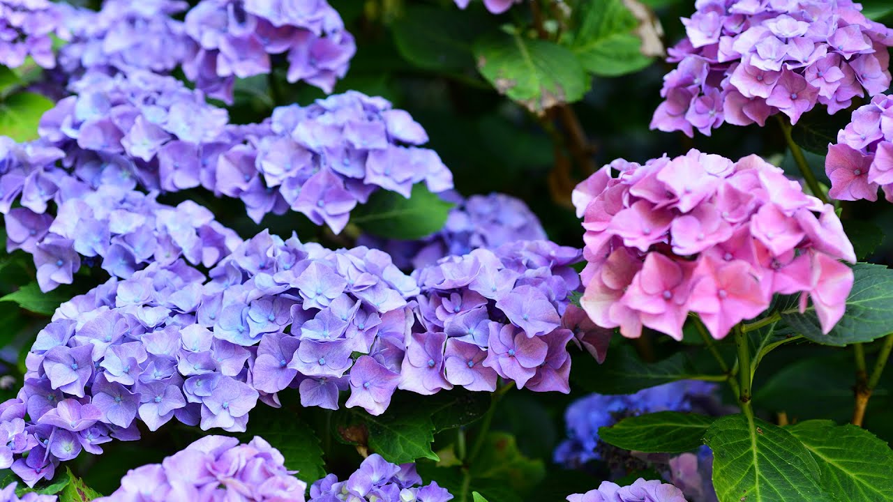 Big Leaf Hydrangea (Hydrangea Macrophylla)